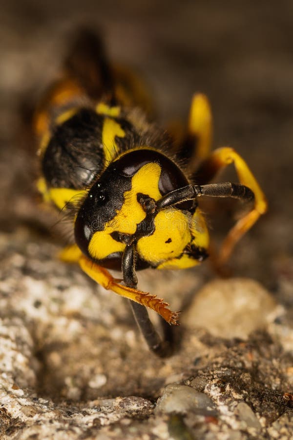 Close-up of Wasp. Dangerous Wasp in Nature Stock Image - Image of ...
