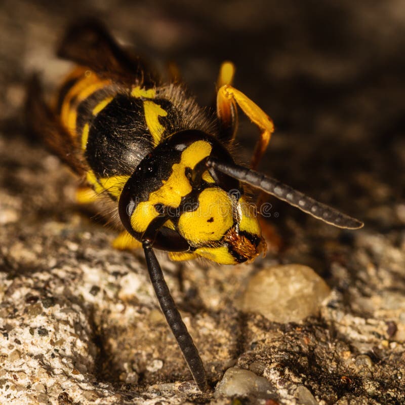 Dangerous Wasp on Food stock photo. Image of food, wildlife - 157180200