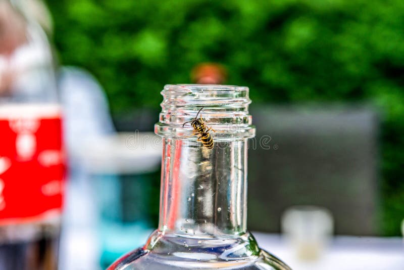 Bottle Of Insect Repellent Lying In The Grass Stock Image - Image of ...