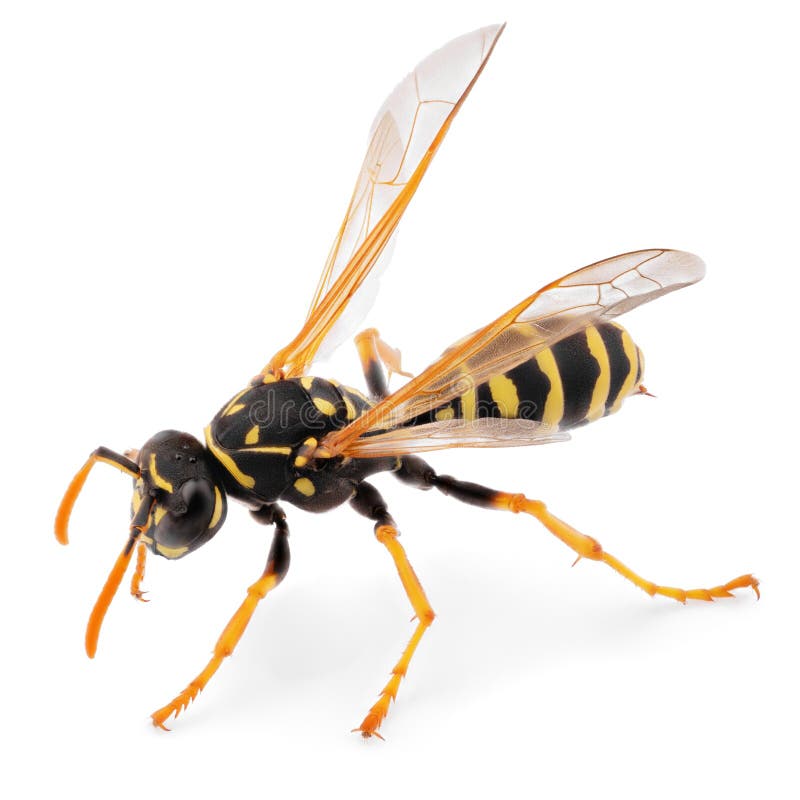 Wasp Isolated on White Background Vespula Vulgaris Stock Photo - Image ...