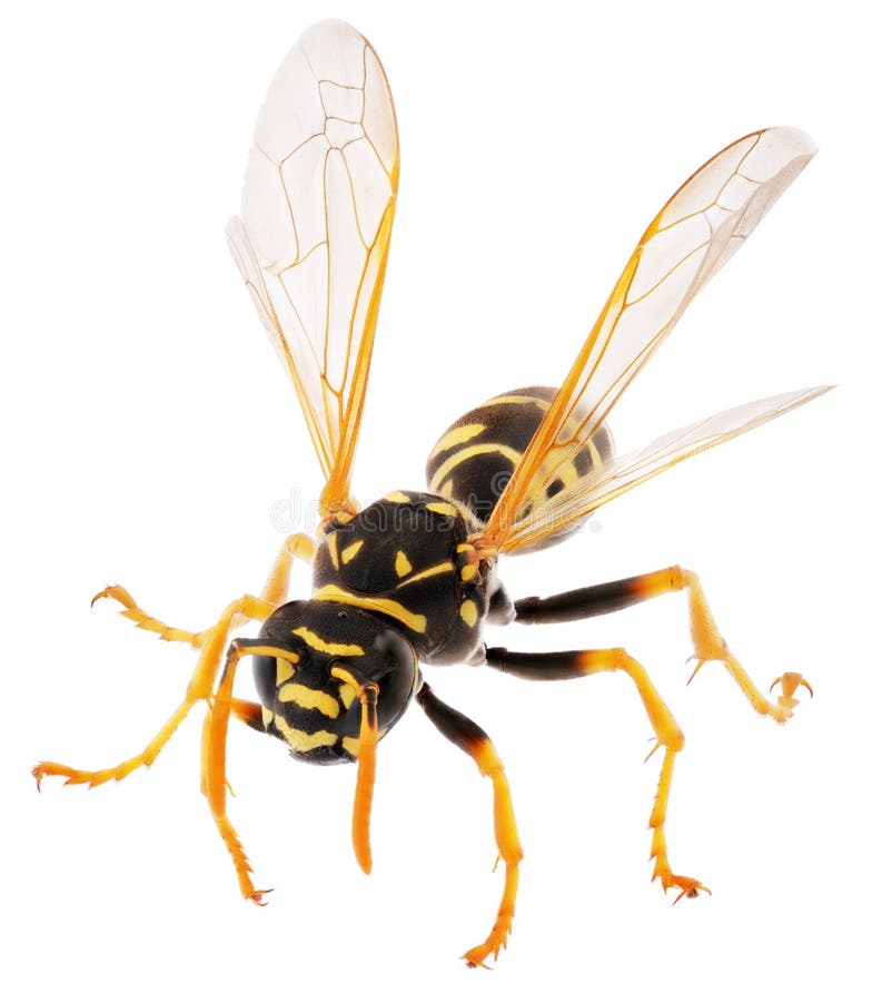 Close Up of Wasp Isolated on White Background Stock Photo - Image of ...