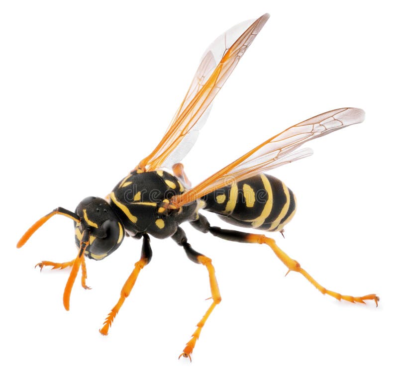 Close Up of Wasp Isolated on White Background Stock Image - Image of ...