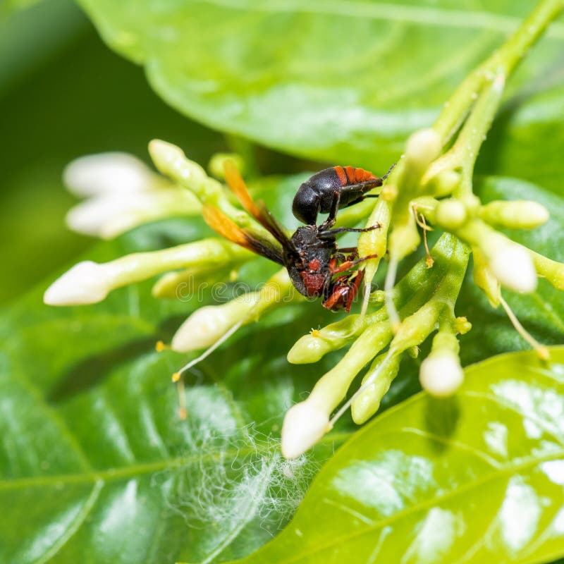 Close Up of Wasp on a Leaf. Stock Photo - Image of small, wasp: 148142642