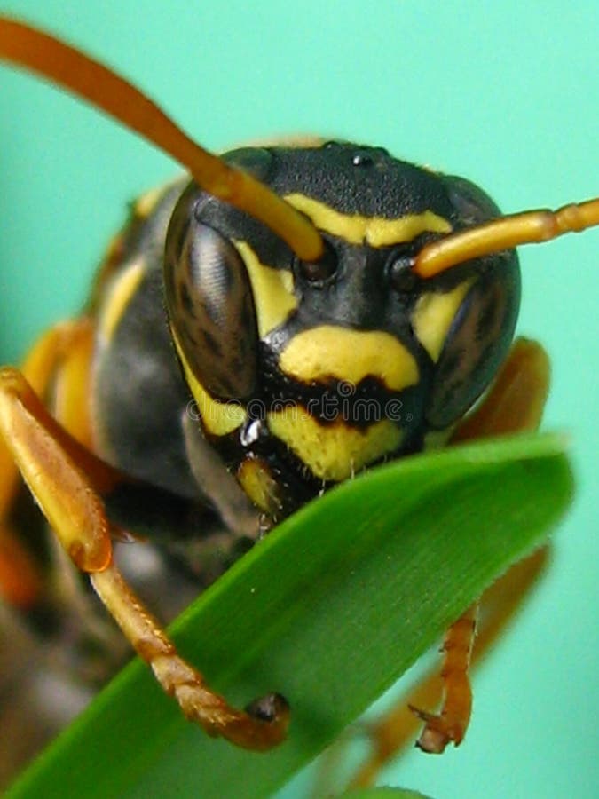 Close up of a wasp stock image. Image of insects, sting - 40248497