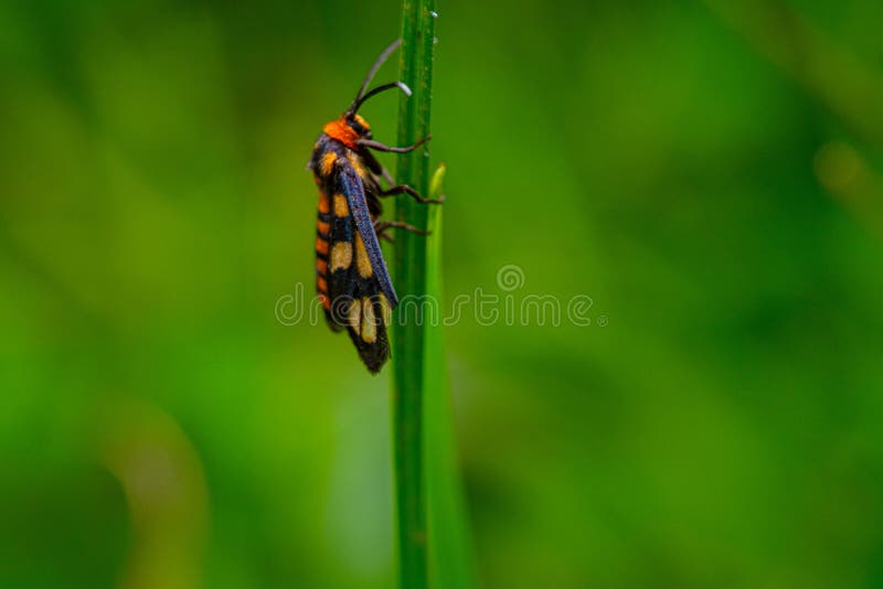 Close-up Wasp Moth Called Amata Huebneri Hangs on a Green Stem Grass ...