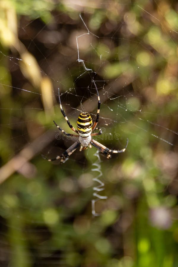 Wasp Spider Weaving Its Web in Natural Habitat, Argiope Bruennichi ...