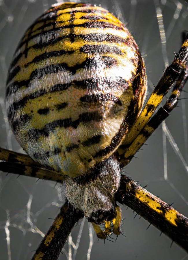 Close-up of a Wasp Spider in Its Web. Stock Image - Image of outdoors ...