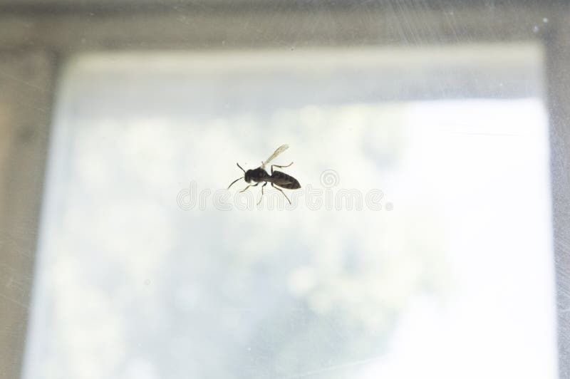Close-up: a Wasp on a Window Glass Stock Photo - Image of window, tree ...