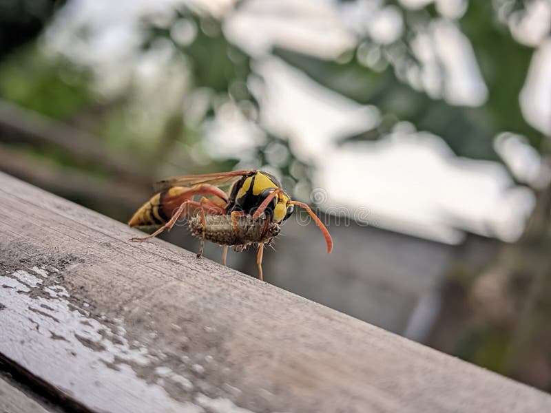 Bee Closeup Textured Surface Detailed Insect Portrait Stock Photos ...