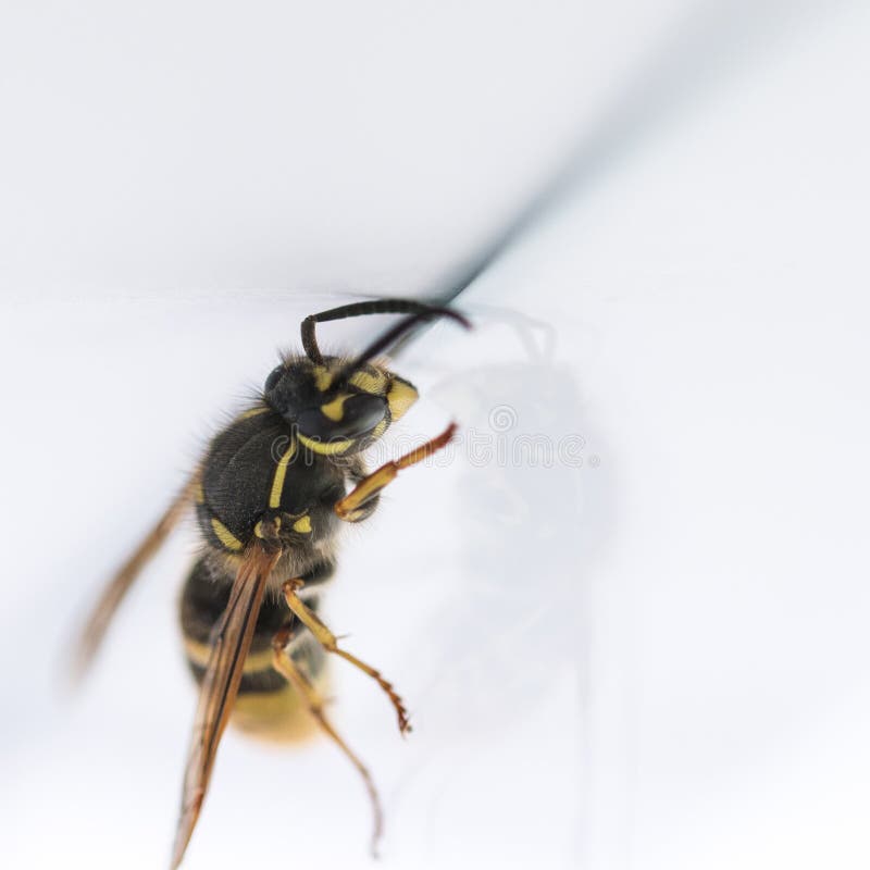 Close Up Wasp Yellow Jacket on White Stock Image - Image of dangerous ...