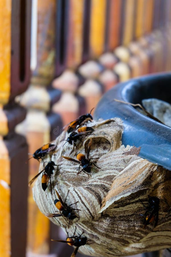 Wasps Working on Building Their Nest Stock Image - Image of cuisine ...