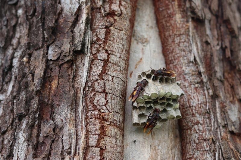 Close Up Wasps Constructing and Protecting Larvae on the Nest. Stock ...