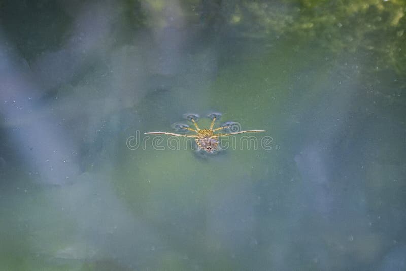 Close Up of a Water Boatman on Pond Surface in Wiltshire Stock Image ...