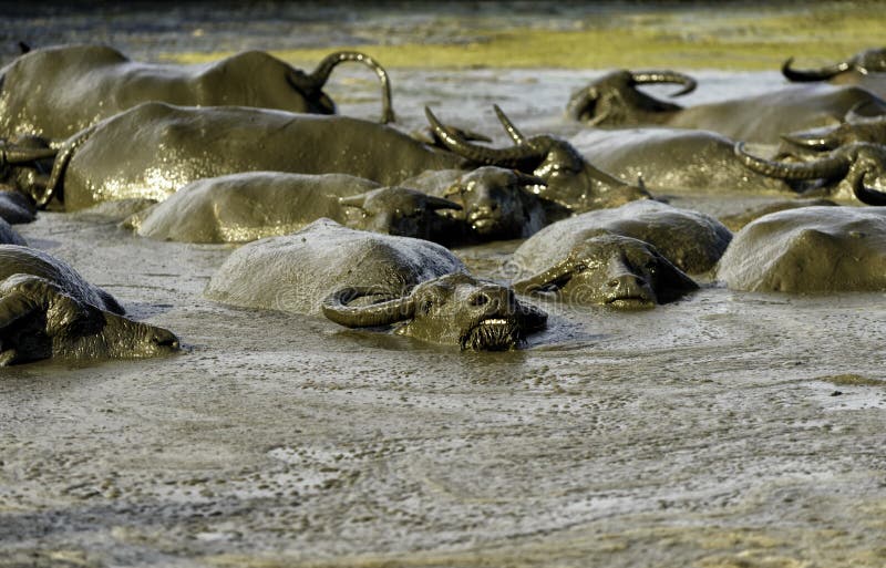 Water buffalo in mud stock photo. Image of mammal, horn - 126372922