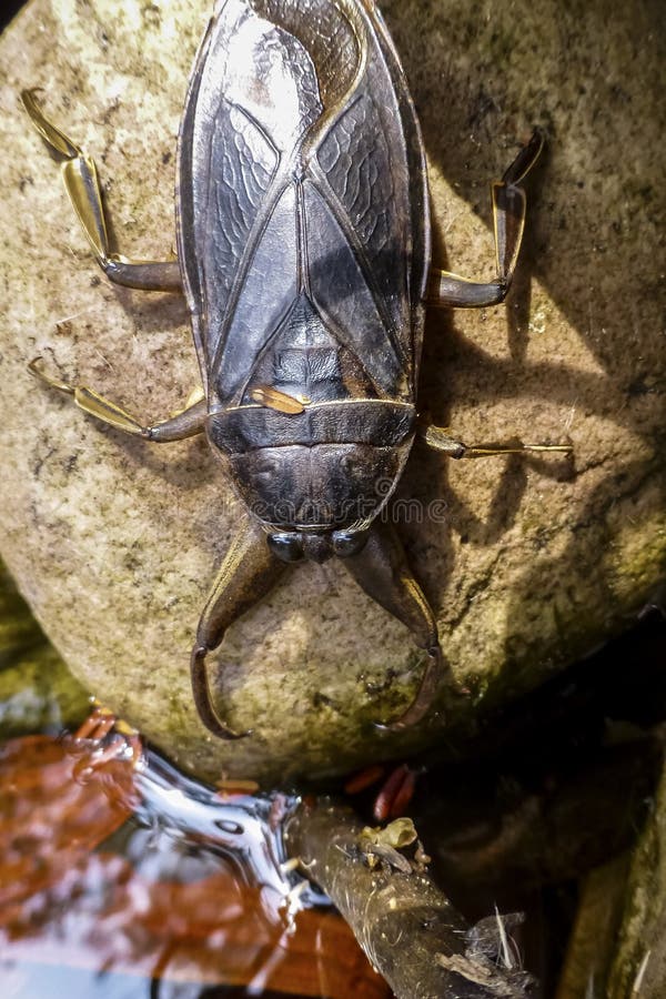 Lethocerus Grandis Stock Photos - Free & Royalty-Free Stock Photos from ...