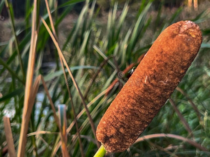 Close-up of Water Cattails (typha) Growing at the Edge of the Pond ...