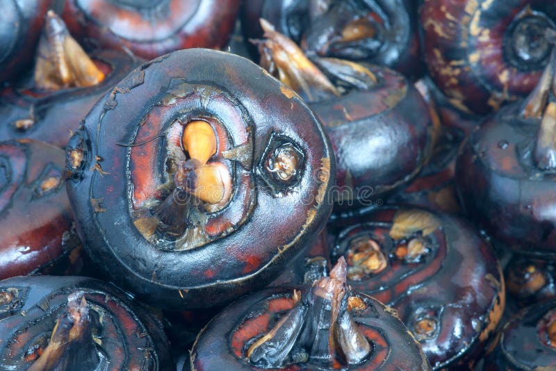 Water chestnut stock photo. Image of macro, aquatic, food - 30008828