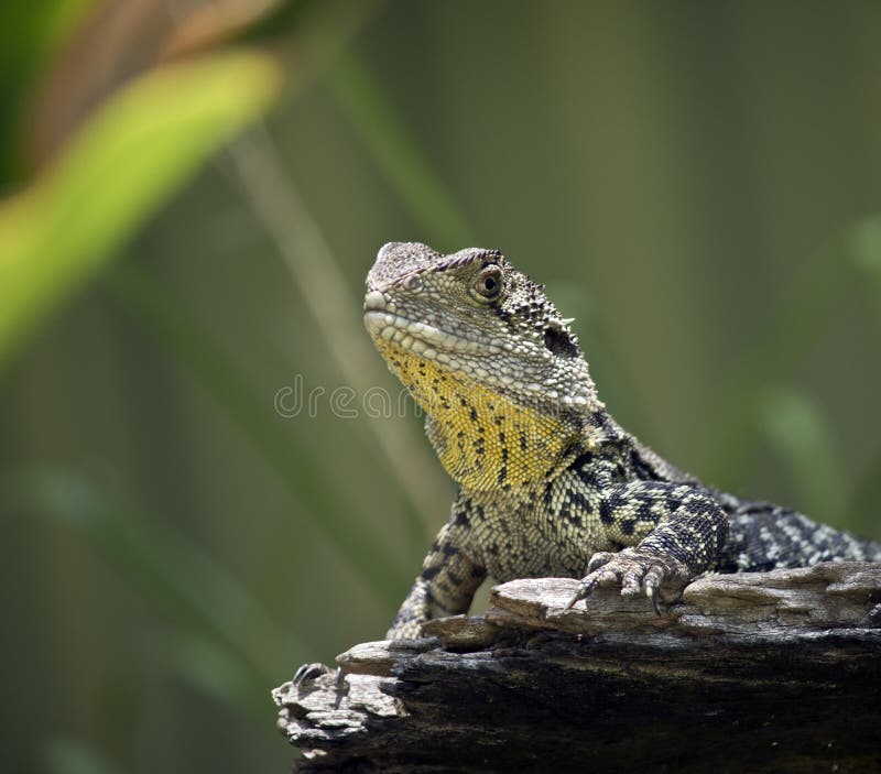 A water dragon lizard stock photo. Image of white, legs - 142035190