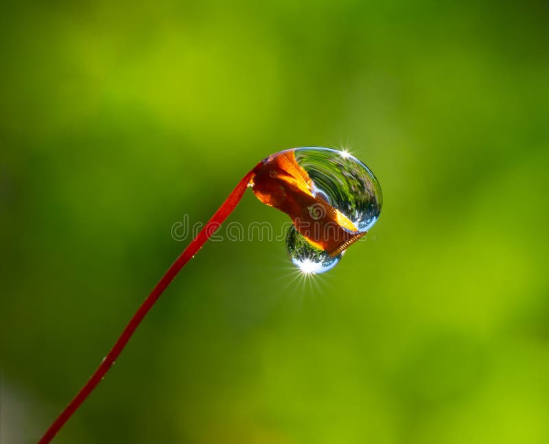 Close Up Water Drop on Moss after Rain Stock Image - Image of drop ...