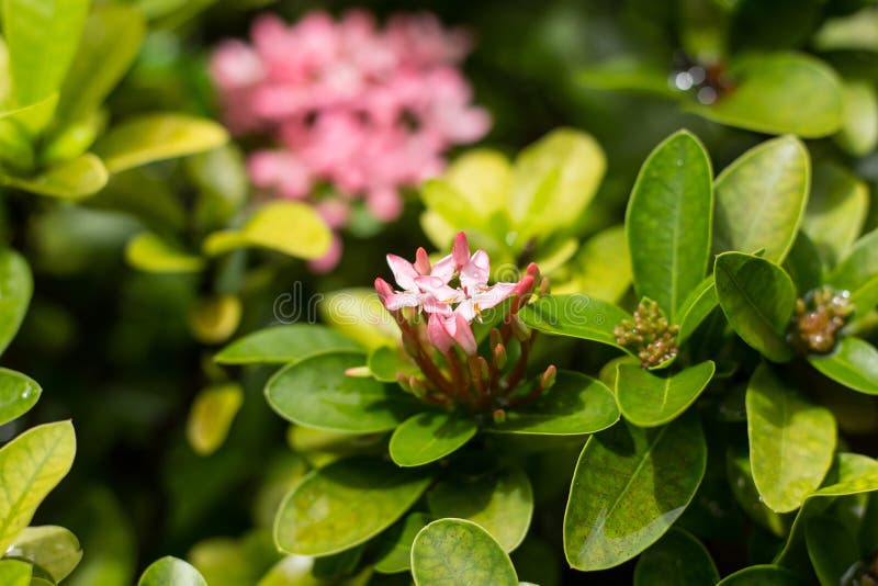 Close Up of Small Pink Ixora Flower Stock Image - Image of background ...