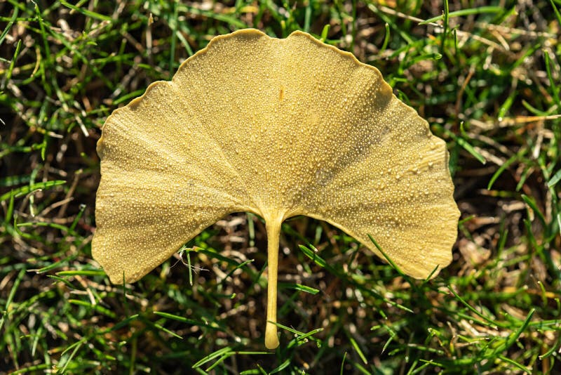 Close Up of Water Drops on Dry Leave Background Stock Photo - Image of ...