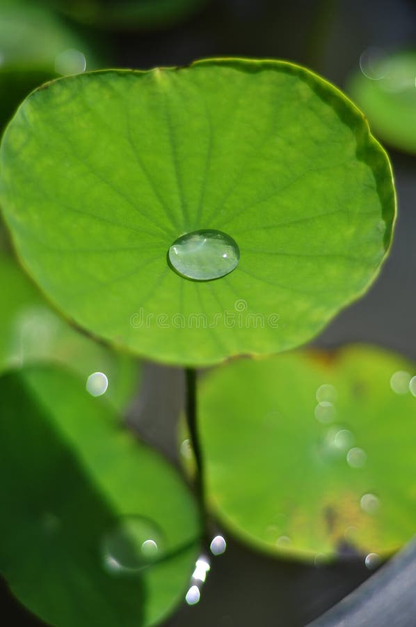 Close-up Water Drops on Lotus Leaf Stock Image - Image of crystal ...