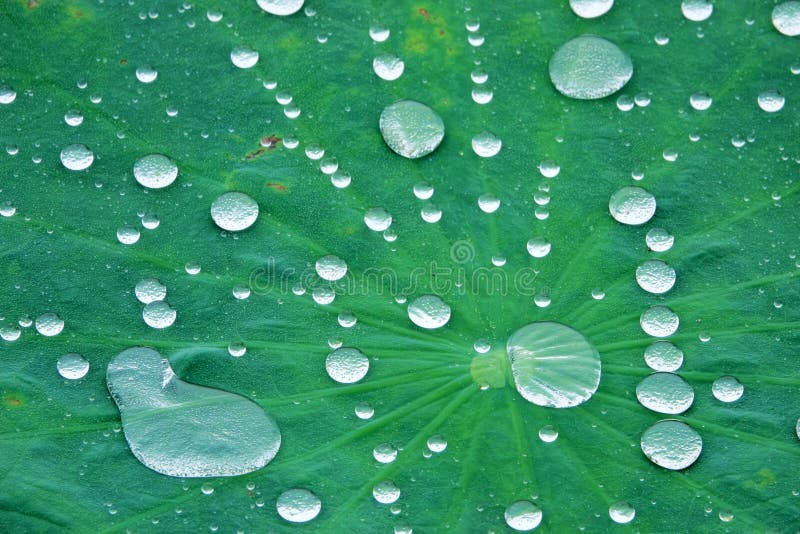 Lotus leaf and water drops stock photo. Image of natural - 154784544
