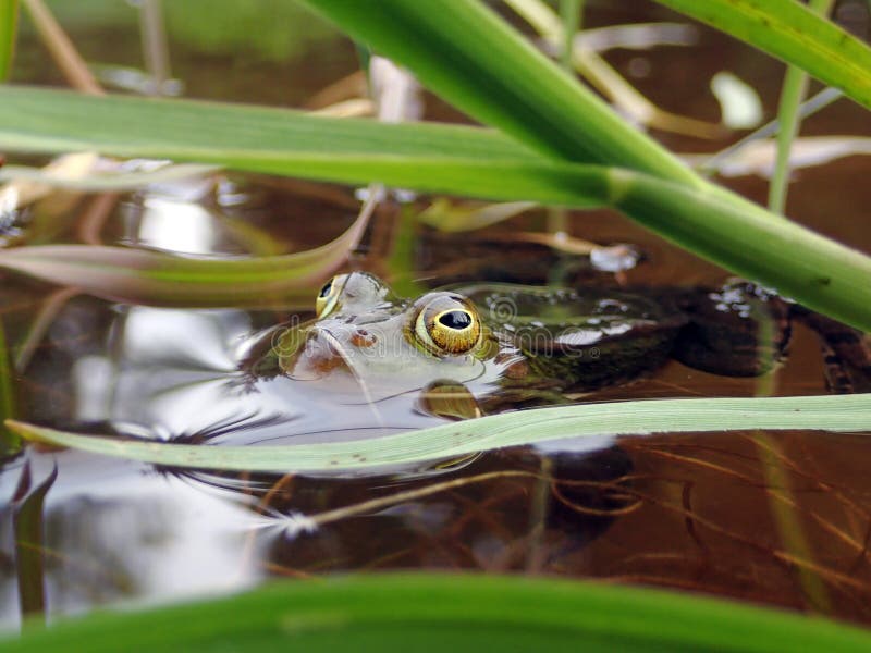Frog Behind Plant Isolated Whi Stock Photo - Image of agalychnis, white ...