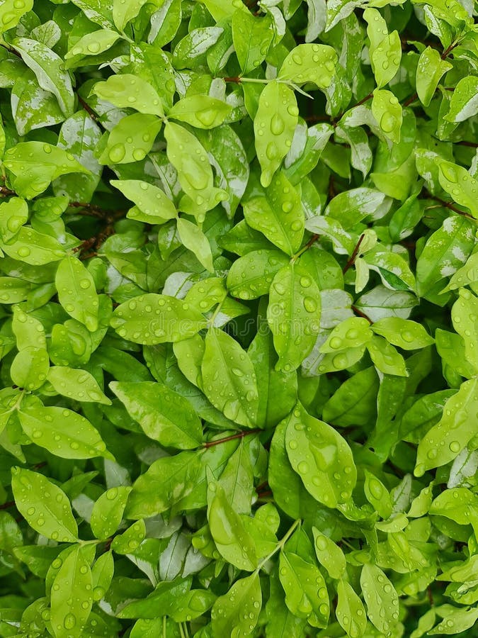 Background Isage Stock Photos - Free & Royalty-Free Stock Photos from ...