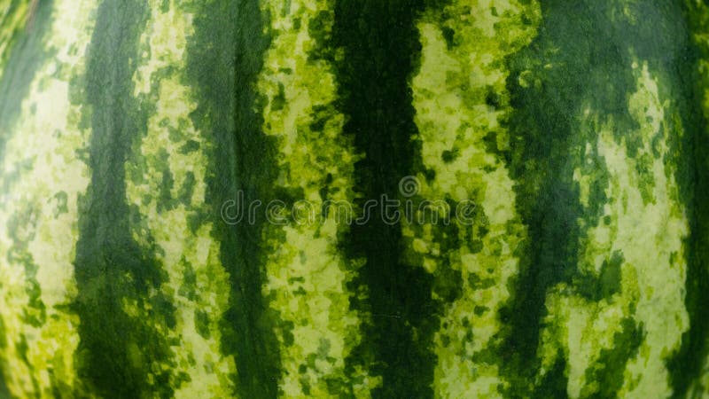 Melon Skin stock photo. Image of cantalope, texture, wallpaper - 39638