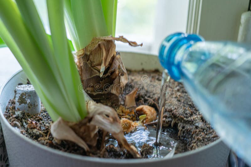 Close Up Water Pouring in the Plant Pot from the Bottle Stock Image ...