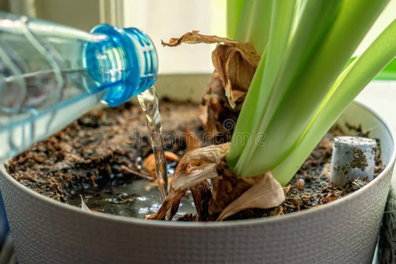 Close Up Water Pouring in the Plant Pot from the Bottle Stock Image ...