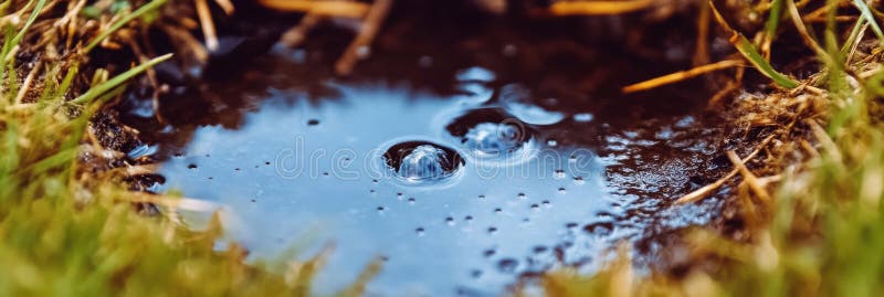 Close-up of Water Puddle with Bubbles on Grass Surface Stock Image ...