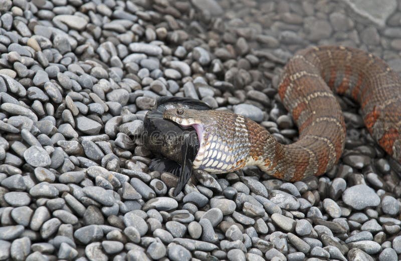 Close Up of a Water Snake Ingesting a Fish Stock Photo - Image of ...