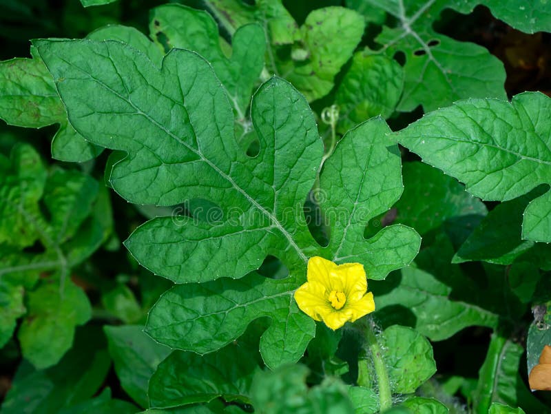 Close Up of Watermelon Flower Stock Image - Image of juicy, grow: 284652079