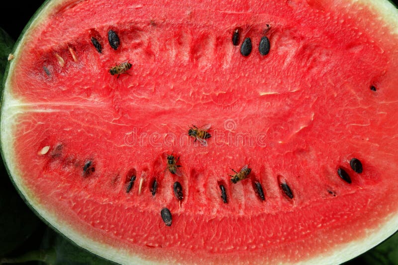 Close Up Watermelon Fruit on Nature Background. Stock Photo - Image of ...