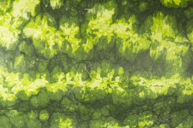 Watermelon skin texture stock photo. Image of green, snack - 33725852