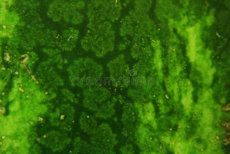 Close Up of Watermelon Skin Stock Image - Image of texture, abstract ...
