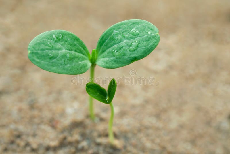 Water melon sprout stock image. Image of growing, height - 109636895