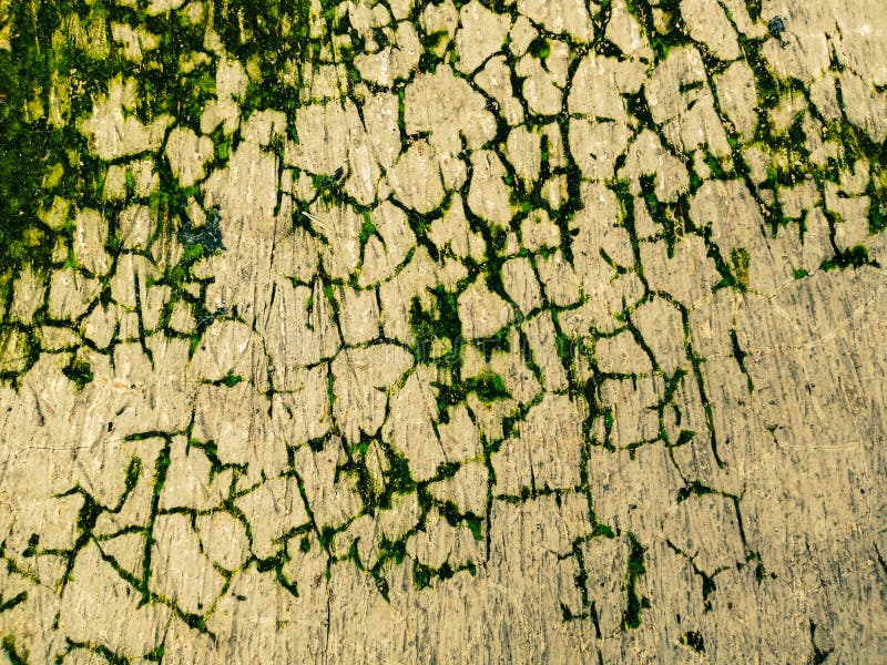 & X22;Subtle Cracks and Moss on Weathered Surface& X22; Stock Image ...