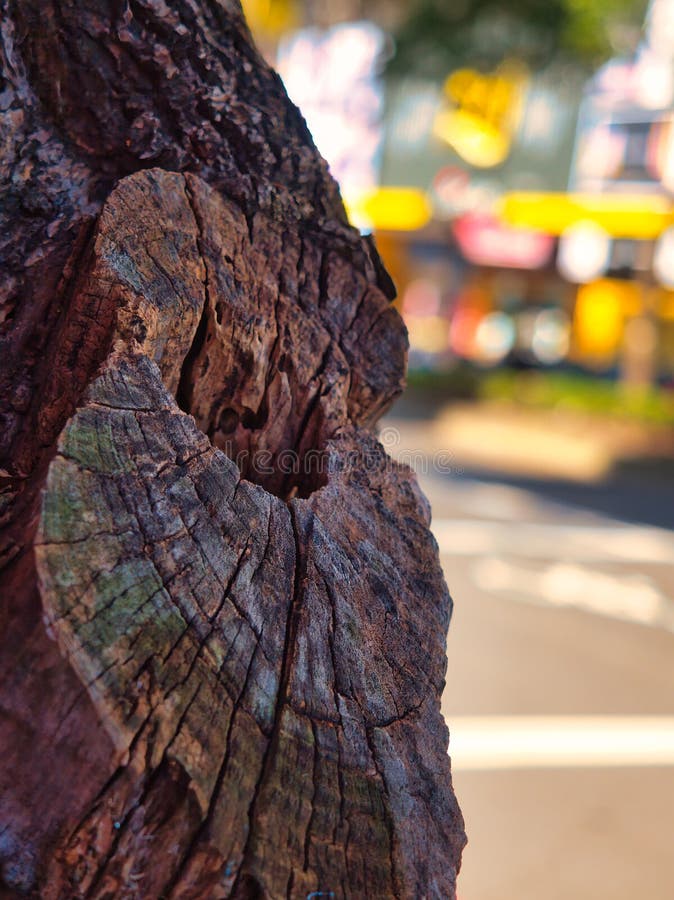 Close-up of Weathered Tree Trunk Stock Photo - Image of forest, organic ...