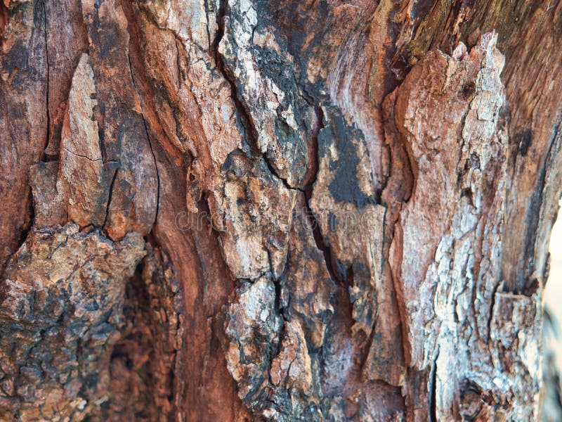 Close-up of Weathered Tree Trunk Stock Image - Image of growth ...
