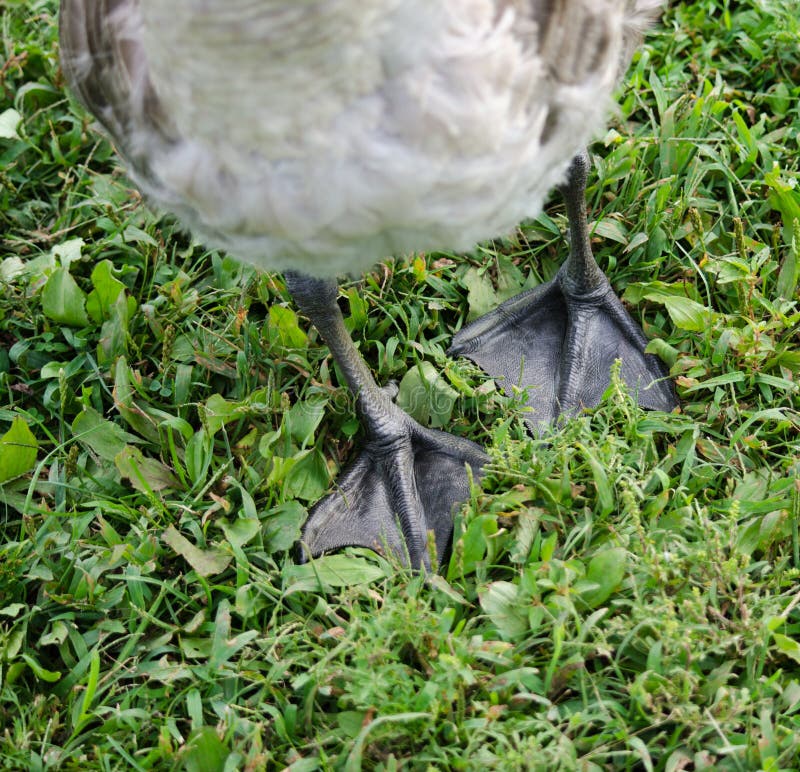 Webbed Feet stock image. Image of waterfowl, farm, outdoors - 99402377