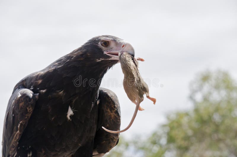 Wedge tailed eagle stock image. Image of australia, closeup - 99217829