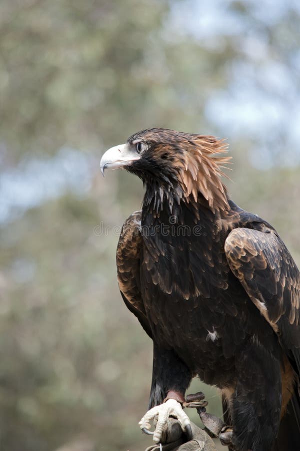 This is a Close Up of a Wedge Tailed Eagle Stock Image - Image of fast ...
