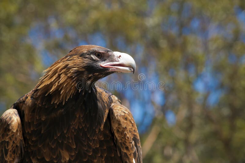 This is a Close Up of a Wedge Tailed Eagle Stock Image - Image of ...