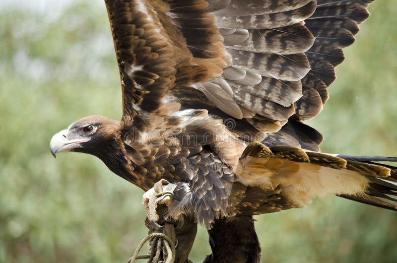 Wedge tailed eagle stock photo. Image of kangaroo, prey - 99217822