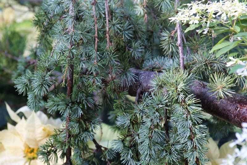 The Branches of a Weeping Blue Atlas Cedar Tree Stock Image - Image of ...