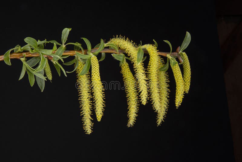 Close Up of Weeping Willow Plant Stock Photo - Image of natural, willow ...
