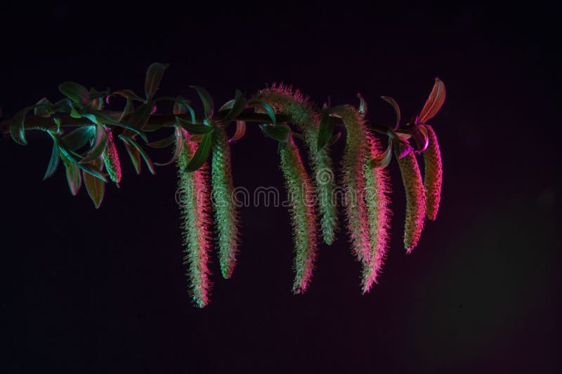 Close-up of Weeping Willow Flower Stock Image - Image of green, detail ...